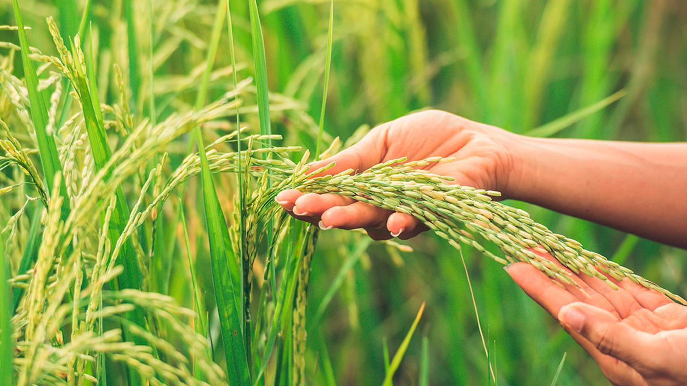 Las últimas lluvias no palían los daños al cultivo de los cereales ...