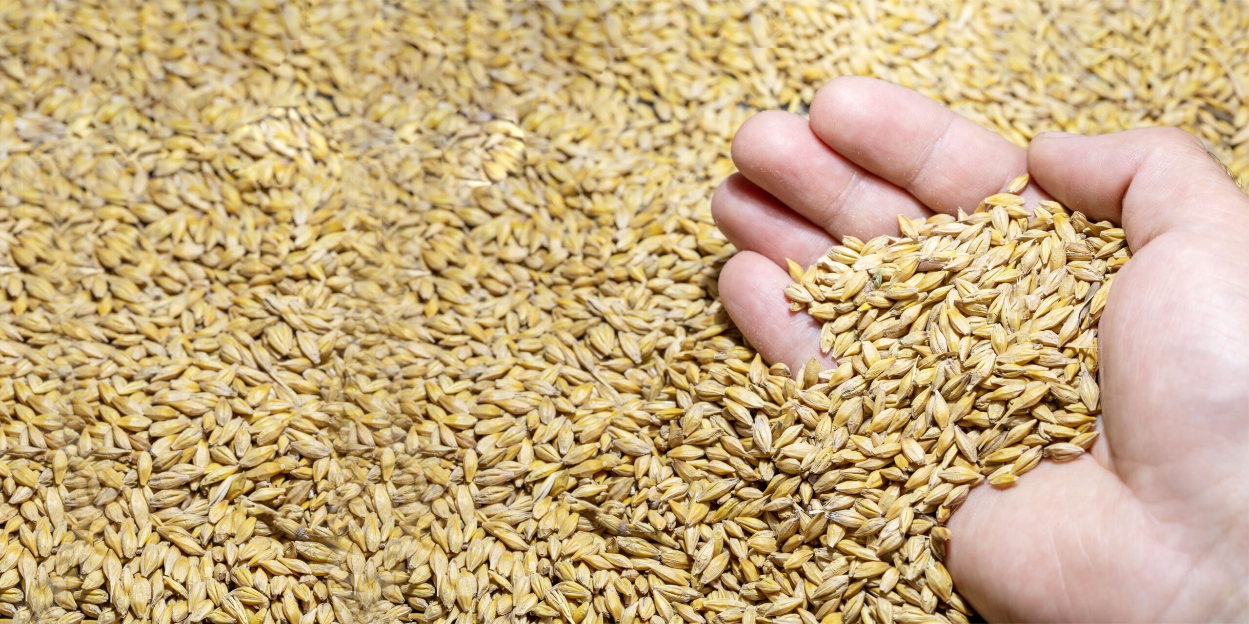 Cómo medir la calidad de una semilla